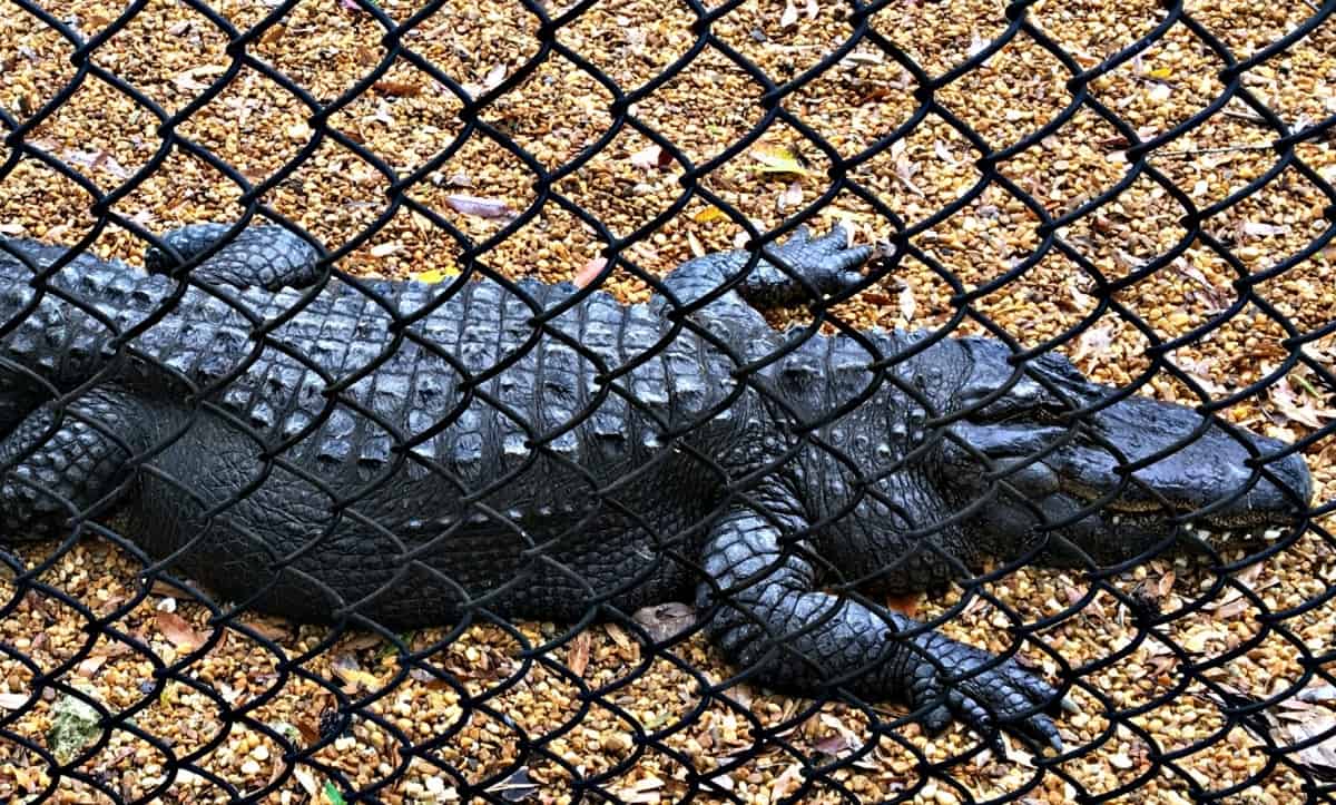 8 Things To Do in Crystal River, Florida - Tattling Tourist
