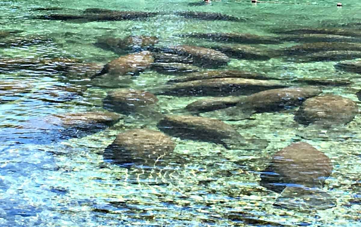 8 Things To Do in Crystal River, Florida - Tattling Tourist